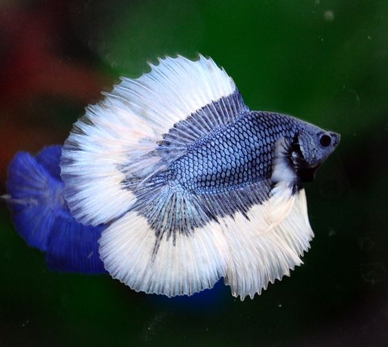 Cupang Doubletail Menawan: Keindahan Dan Perawatannya » Blue Cheddar