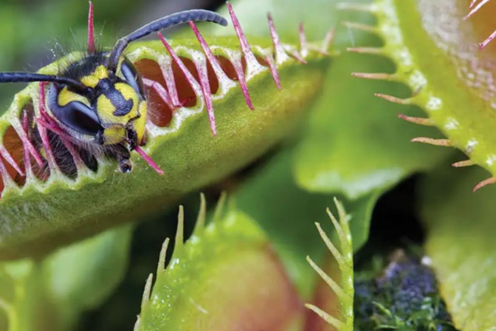Serangga Pemakan Daun: Peran, Jenis, Dan Dampak Ekosistem